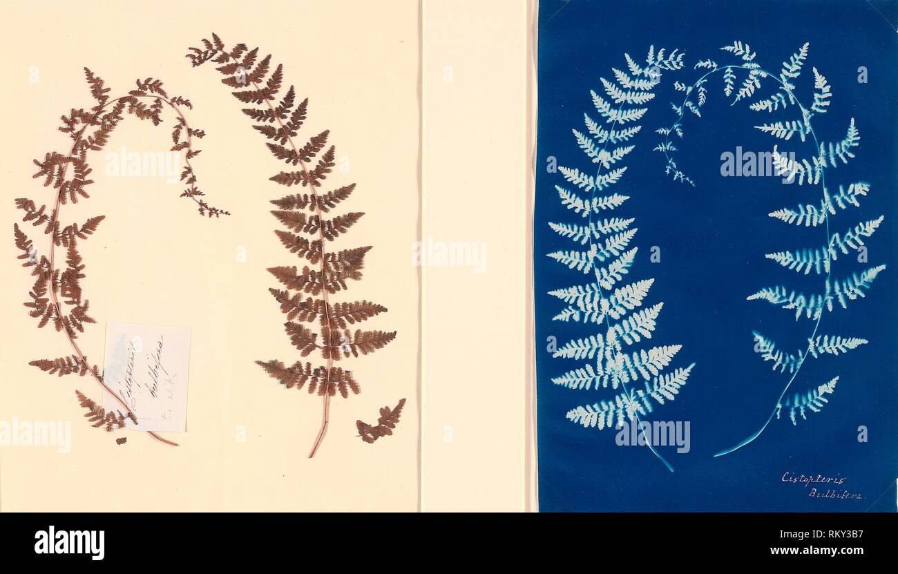 Cyanotype fern study hi-res stock photography and images - Alamy