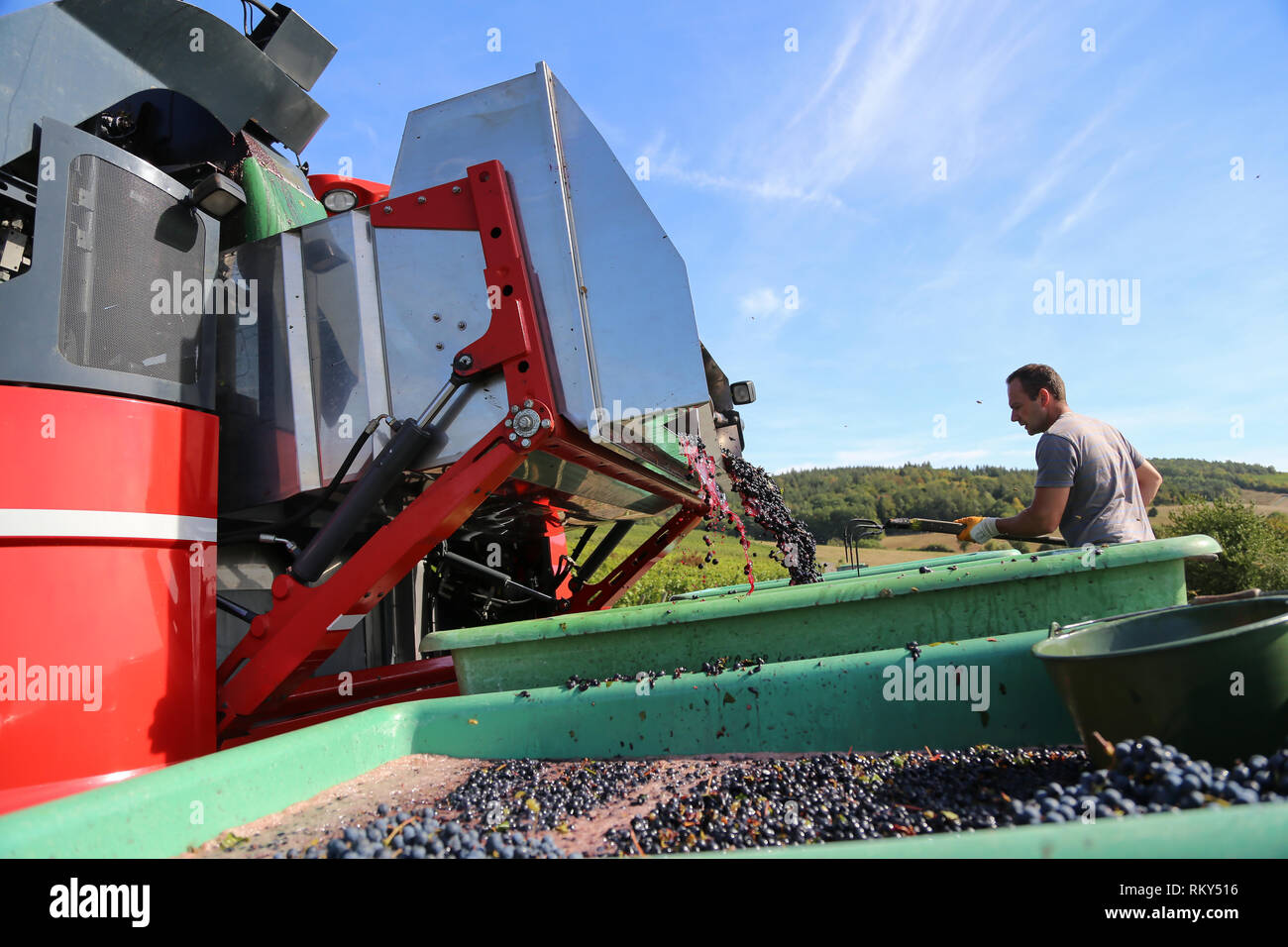 Harvesting grapes by a combine harvester Stock Photo - Alamy
