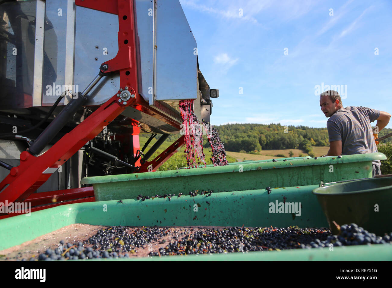 Harvesting grapes by a combine harvester Stock Photo - Alamy