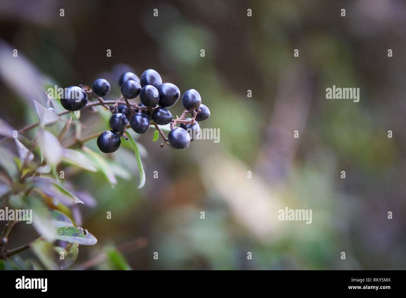 Black juniper leaves hi-res stock photography and images - Alamy