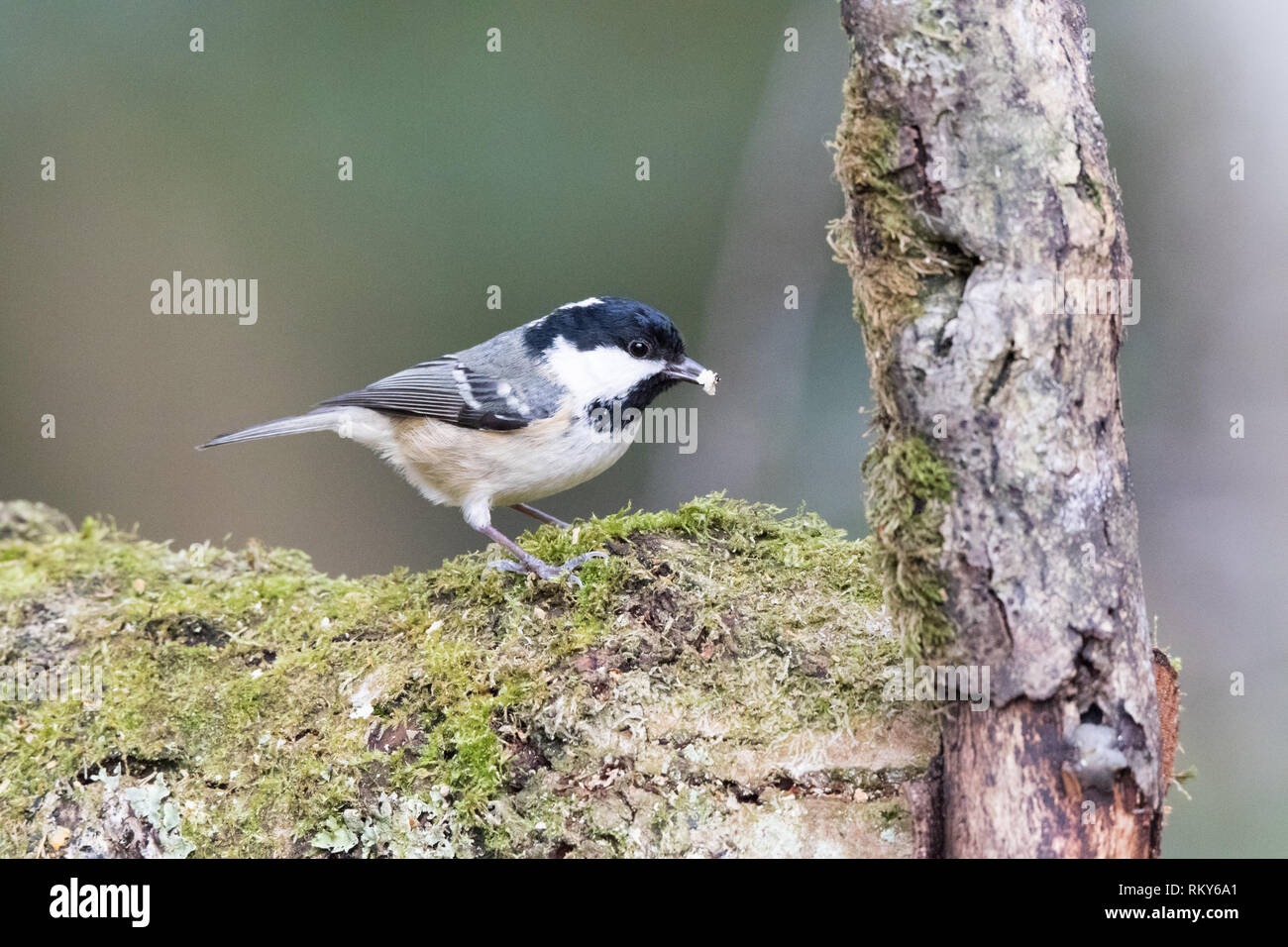 Coal Tit (Periparus ater Stock Photo - Alamy