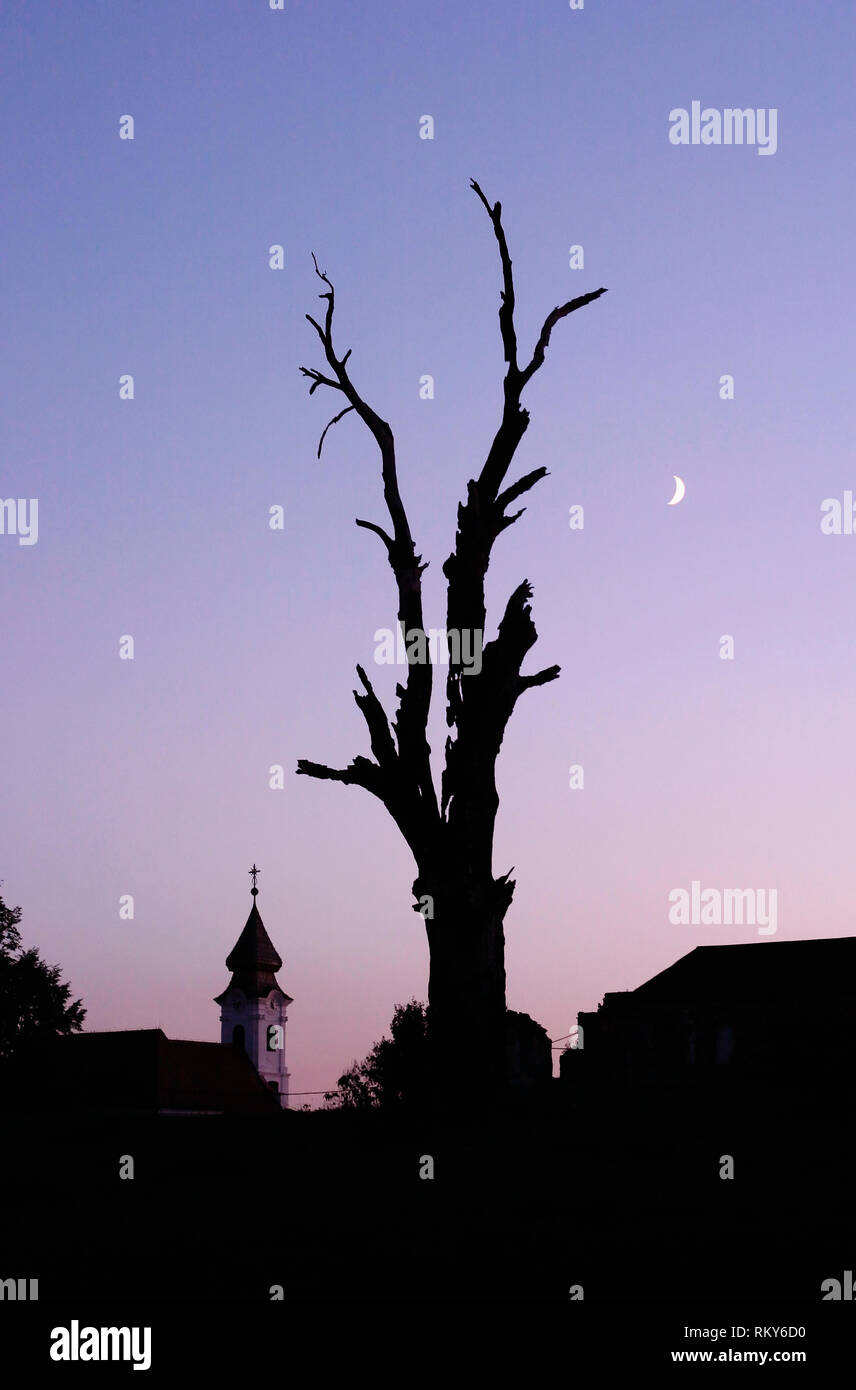 Silhouette Of Split Tree Stock Photo - Alamy