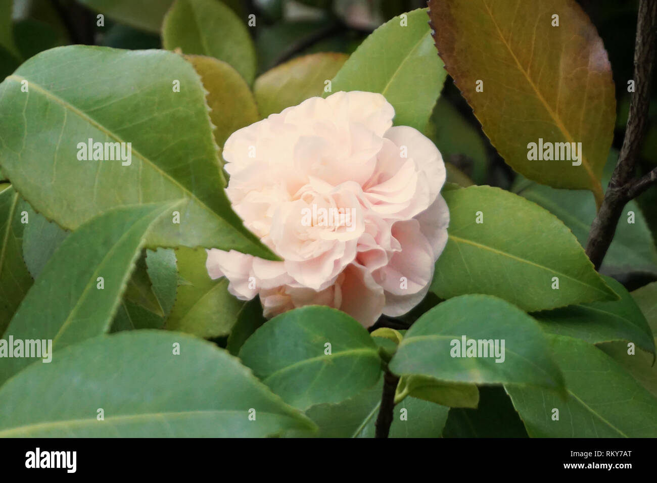 Beautiful blooming camellia flower in baby pink color tone, close up ...