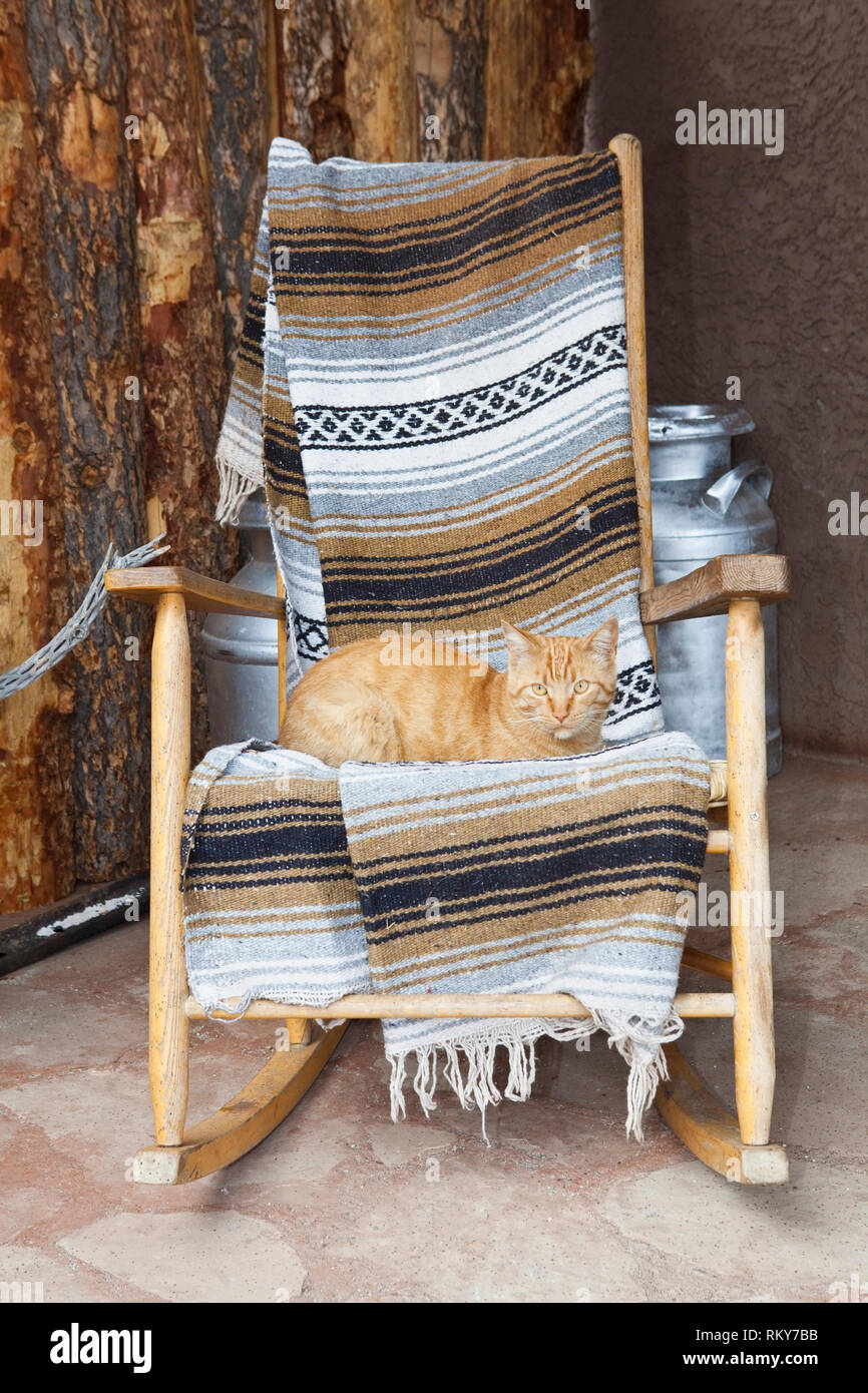 Cat on a Wooden Rocking Chair Stock Photo - Alamy