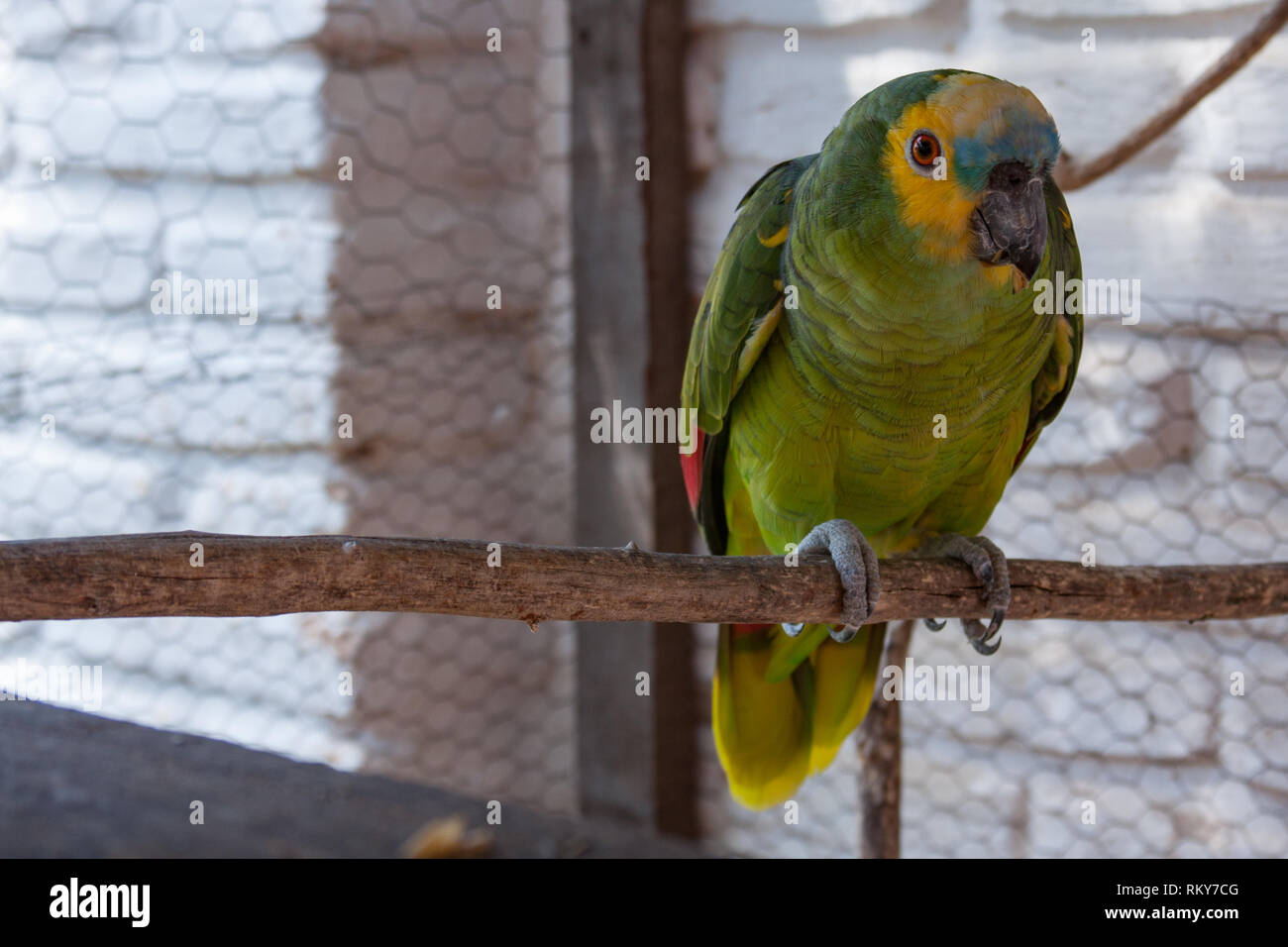 Turquoise-fronted amazon (Amazona aestiva) close up, aka turquoise ...