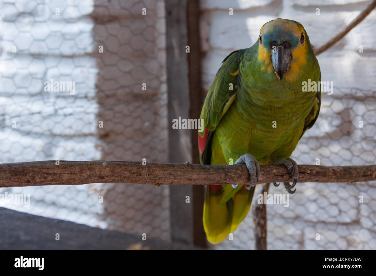 Turquoise fronted parrot hi-res stock photography and images - Alamy