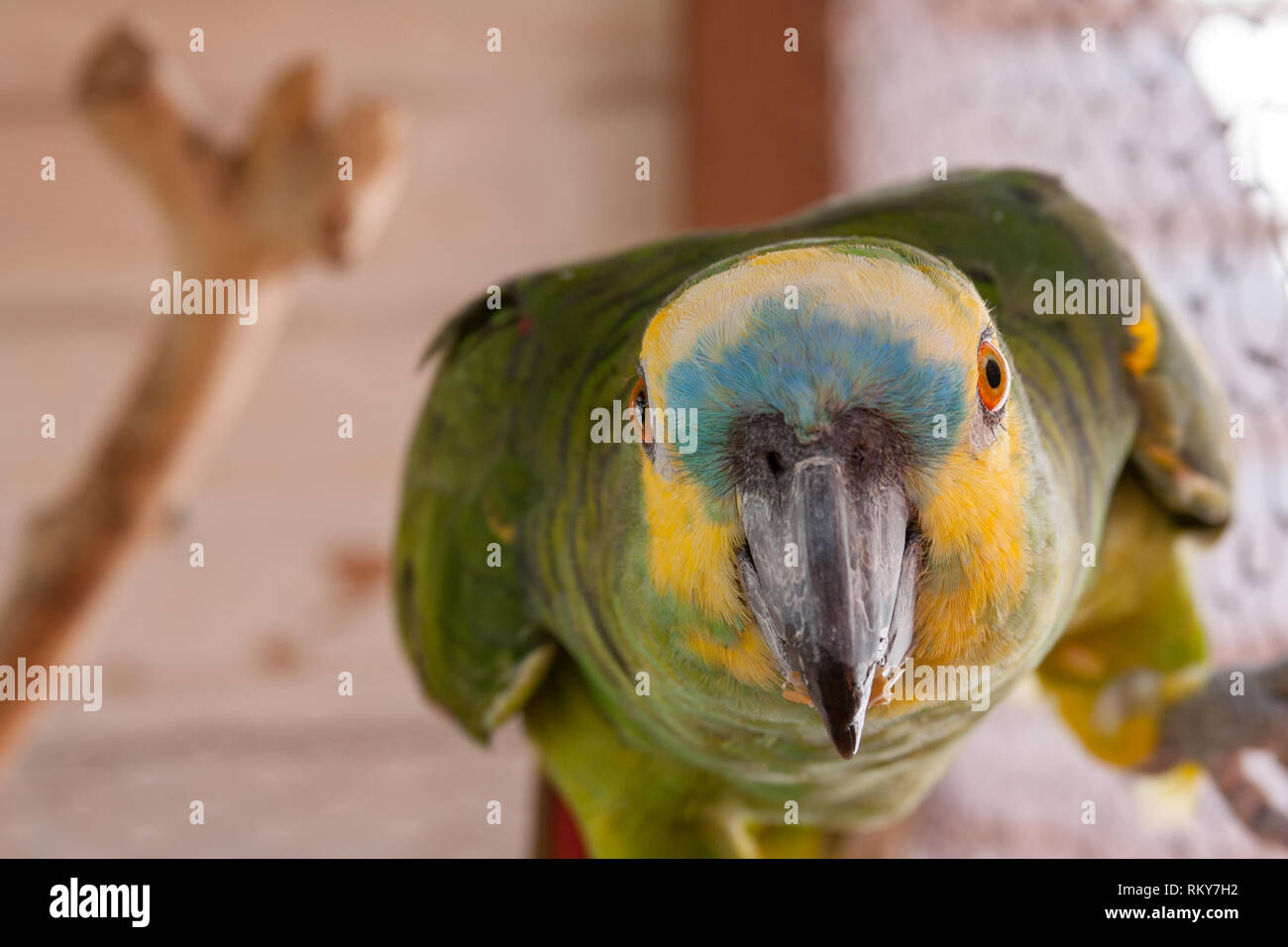 Turquoise-fronted amazon (Amazona aestiva) close up, aka turquoise ...