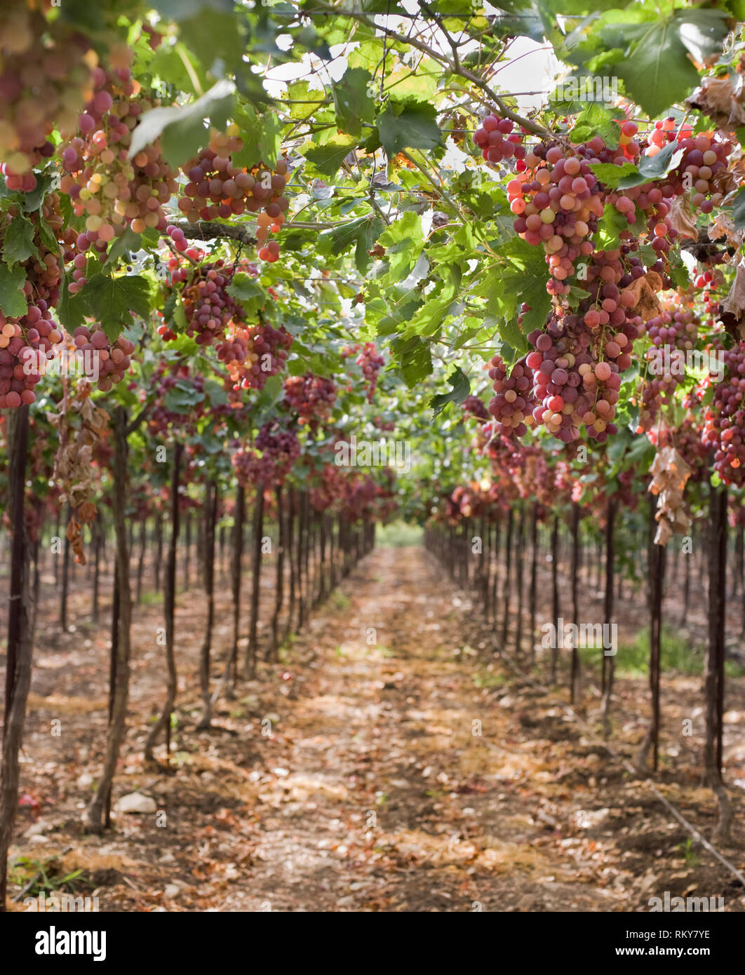 Grapes on Vine in Vineyard Stock Photo - Alamy