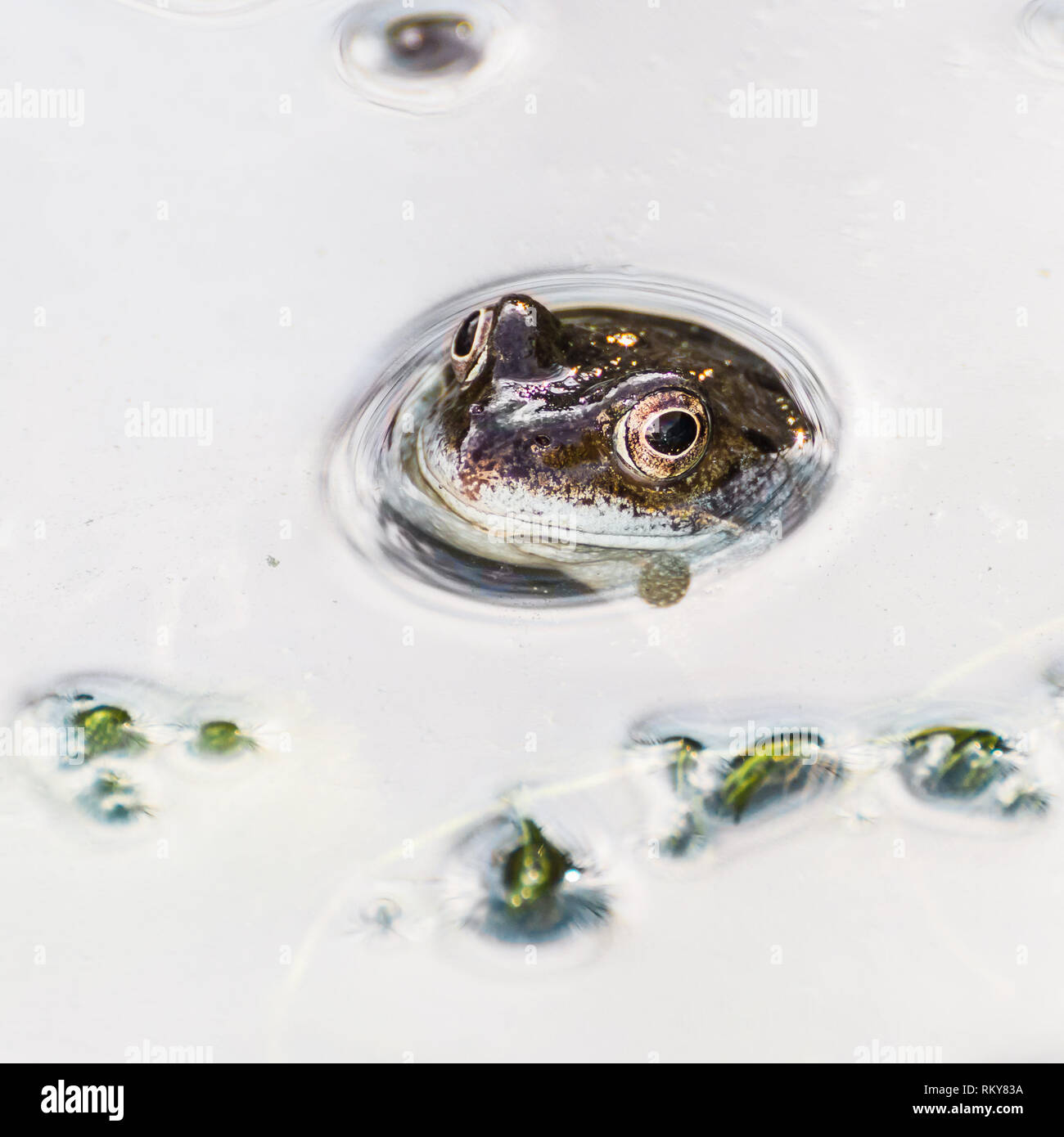 A close-up shot of a frog in a garden pond Stock Photo - Alamy