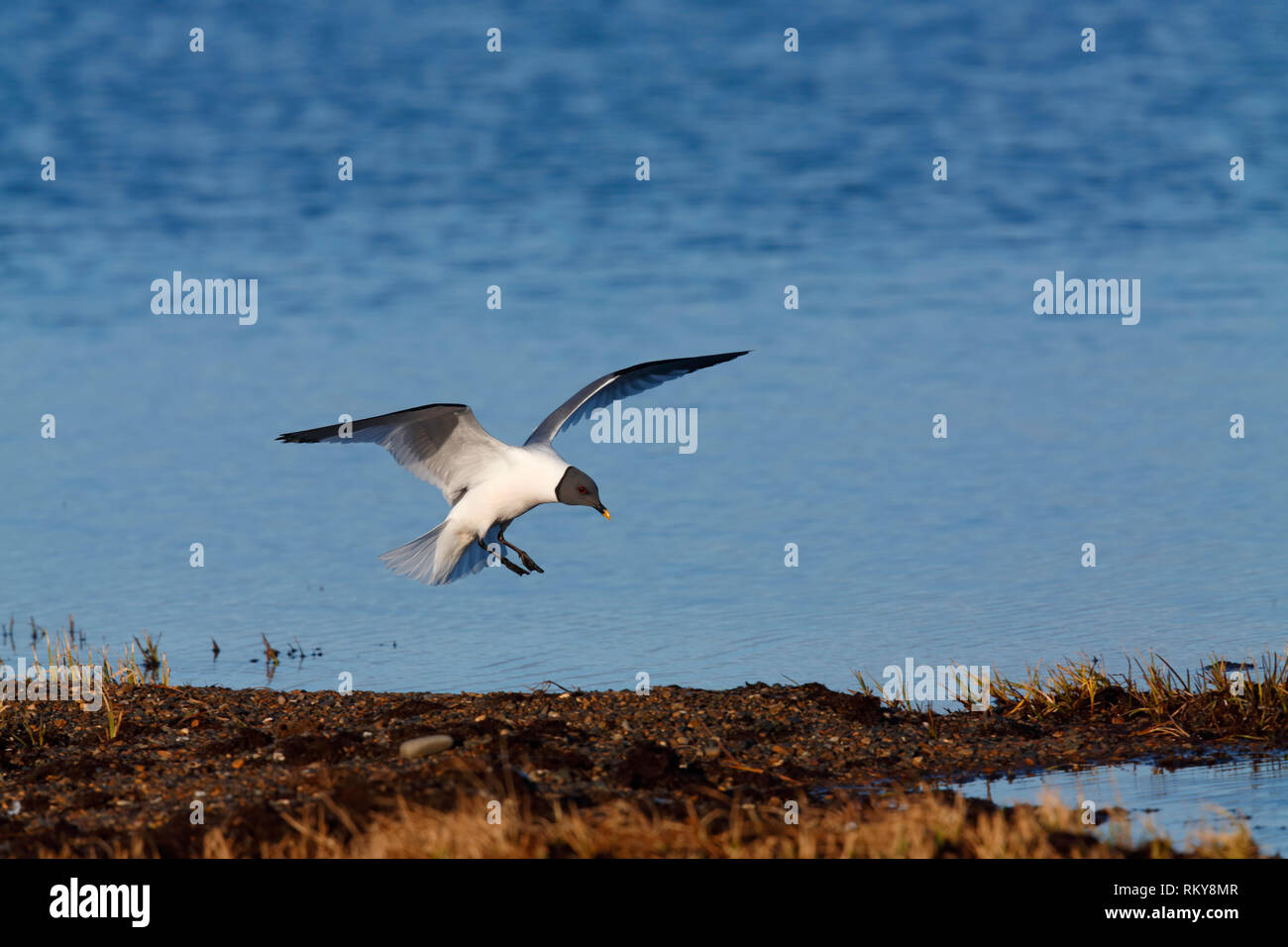 Barrow alaska hi-res stock photography and images - Alamy