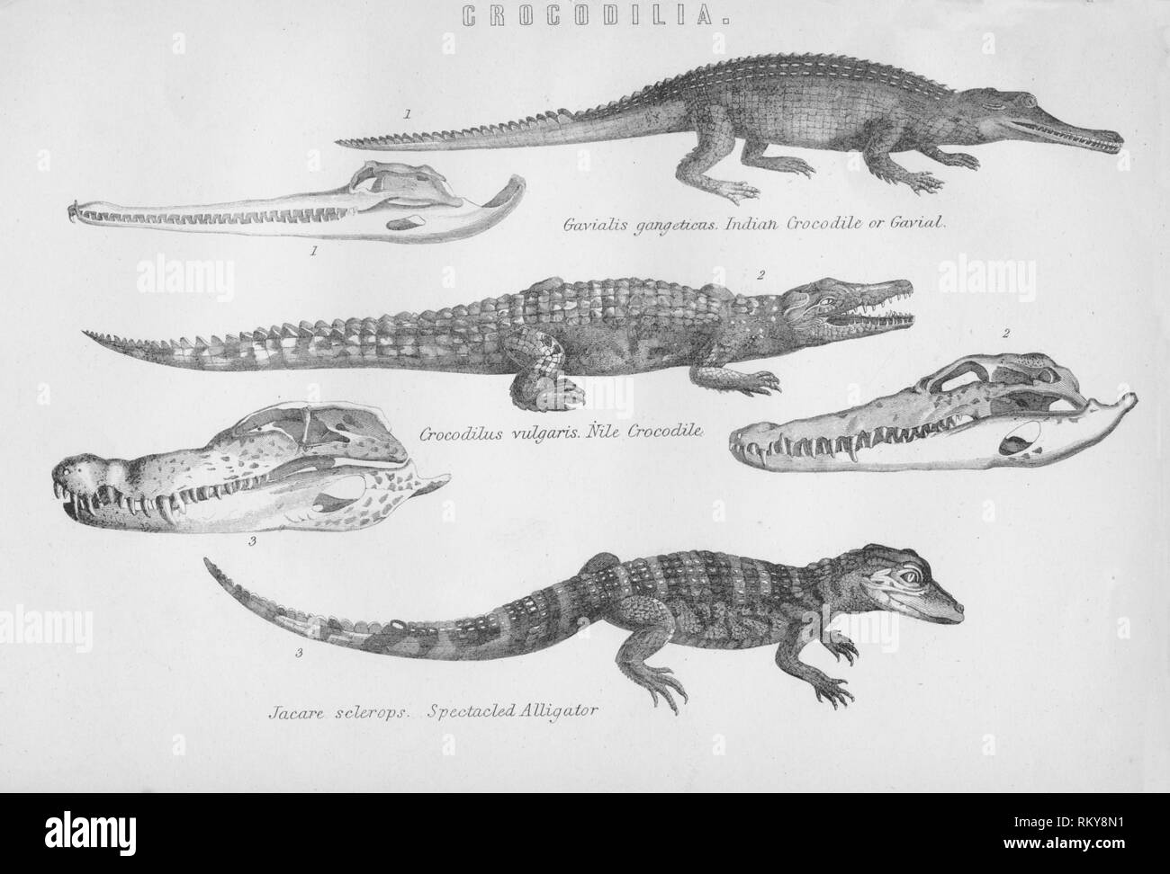 Teeth unknown Black and White Stock Photos & Images - Alamy