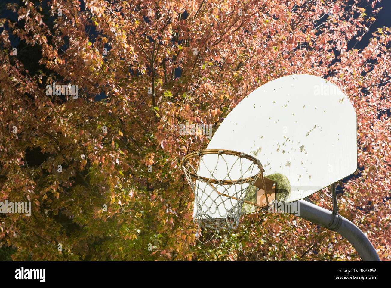 Washington basketball hi-res stock photography and images - Alamy