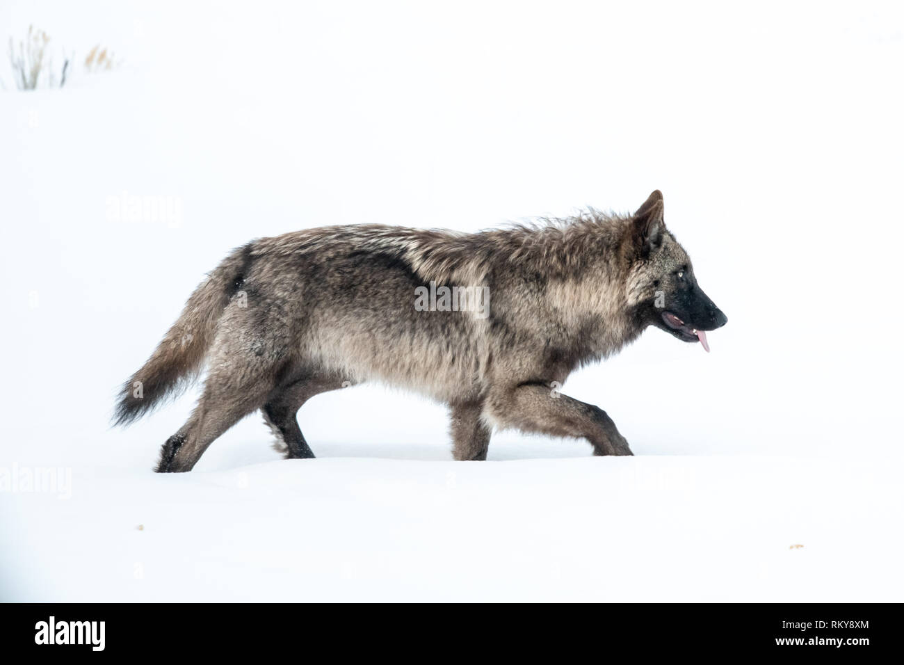 Grey Wolf In Snow Yellowstone High Resolution Stock Photography and ...