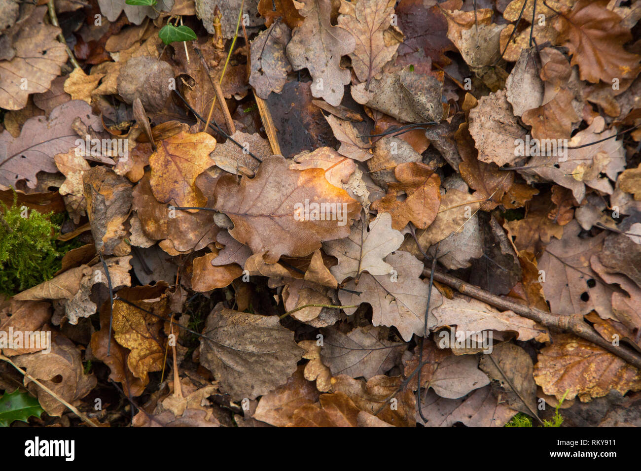 Autumn leaves on the ground filling the frame Stock Photo - Alamy