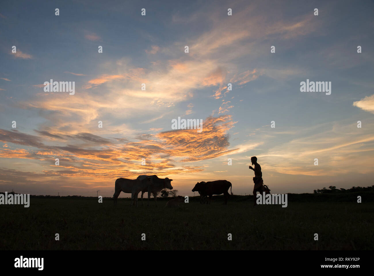 Cow Grazing Beach High Resolution Stock Photography and Images - Alamy