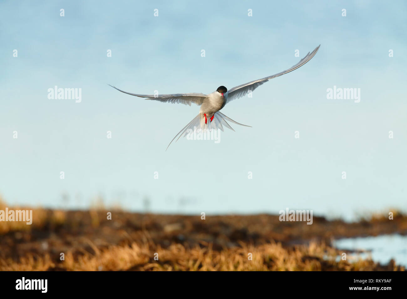 Barrow alaska hi-res stock photography and images - Alamy