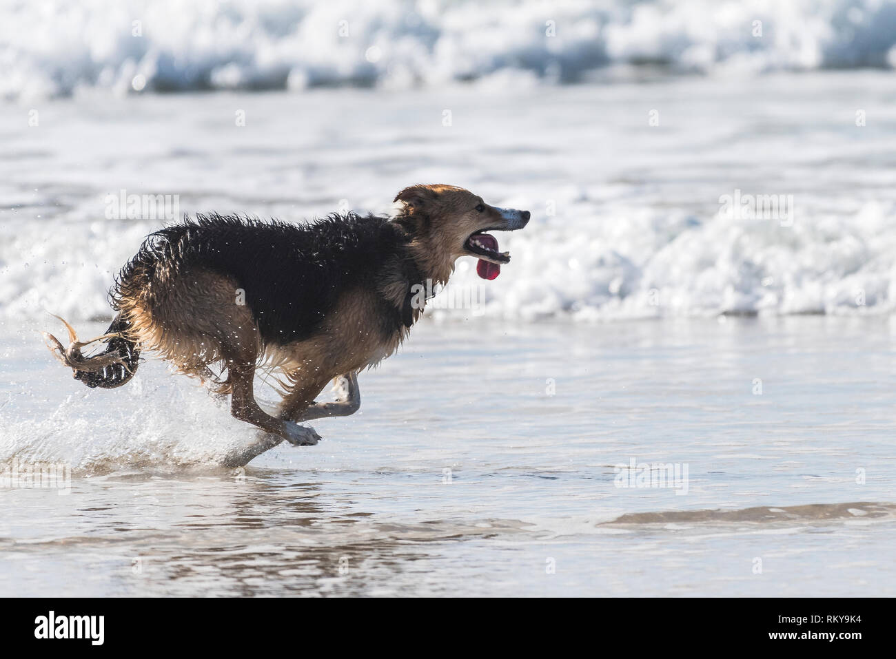 A dog running along the shoreline with his long tongue hanging out ...