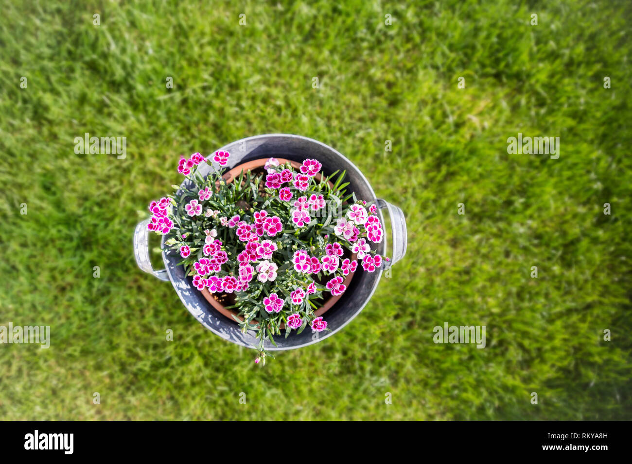 Canation flowers hi-res stock photography and images - Alamy