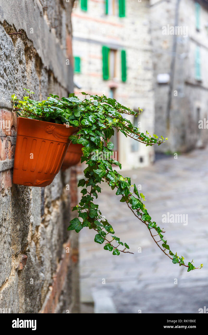 Hanging ivy hi-res stock photography and images - Alamy