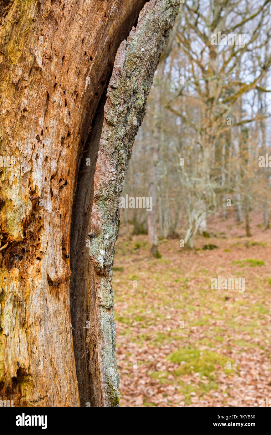Insect holes in the old tree trunk Stock Photo - Alamy