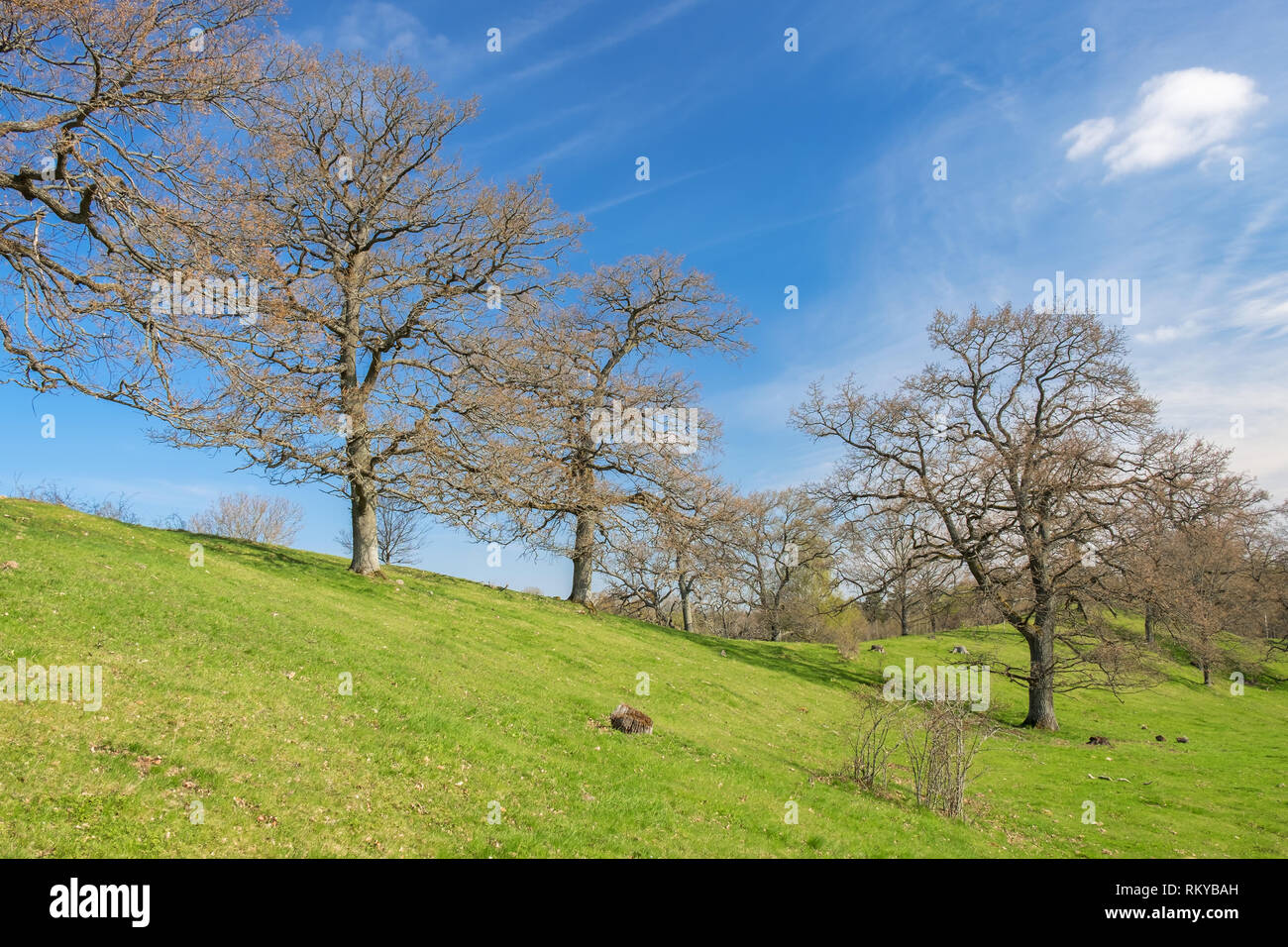 Big oak tree on a hill in a beautiful landscape in spring Stock Photo ...