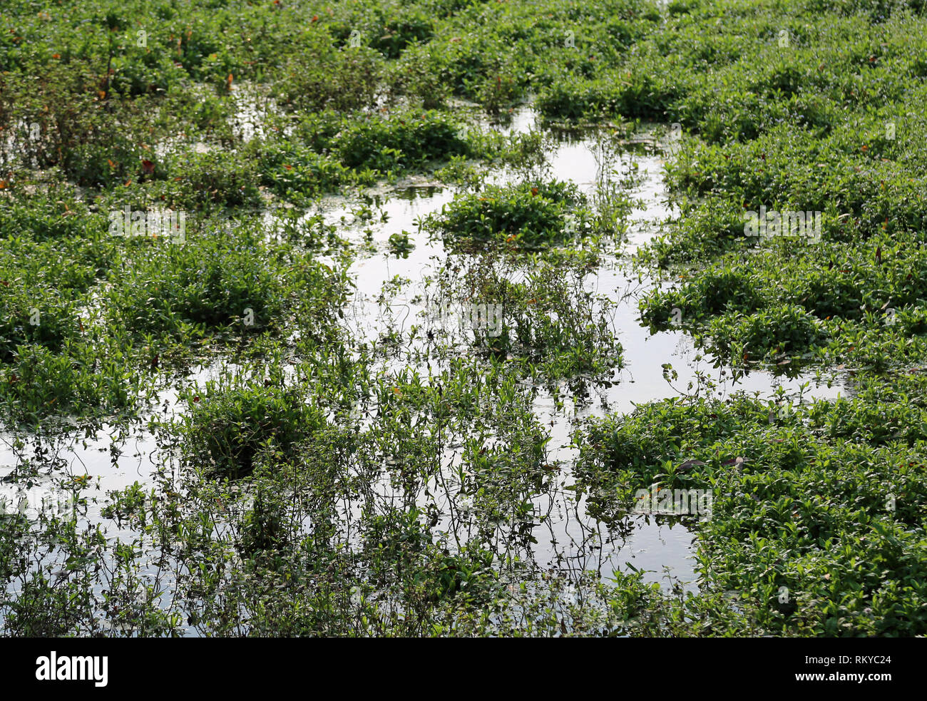 swamp with the spring water that flows from the wet ground Stock Photo ...