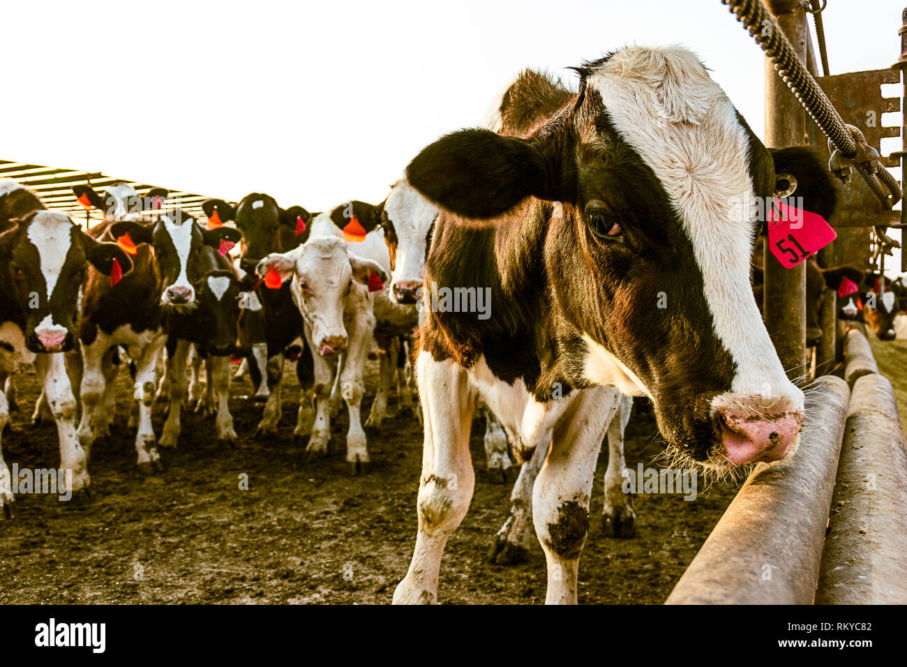 Cattle behind a fence hi-res stock photography and images - Alamy