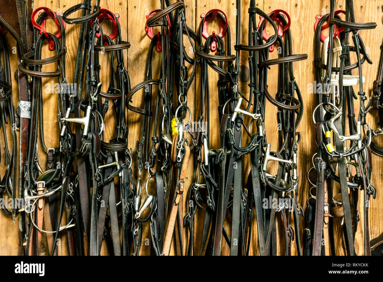 A collection of horse bridles and reins hang on a wall in a barn in ...