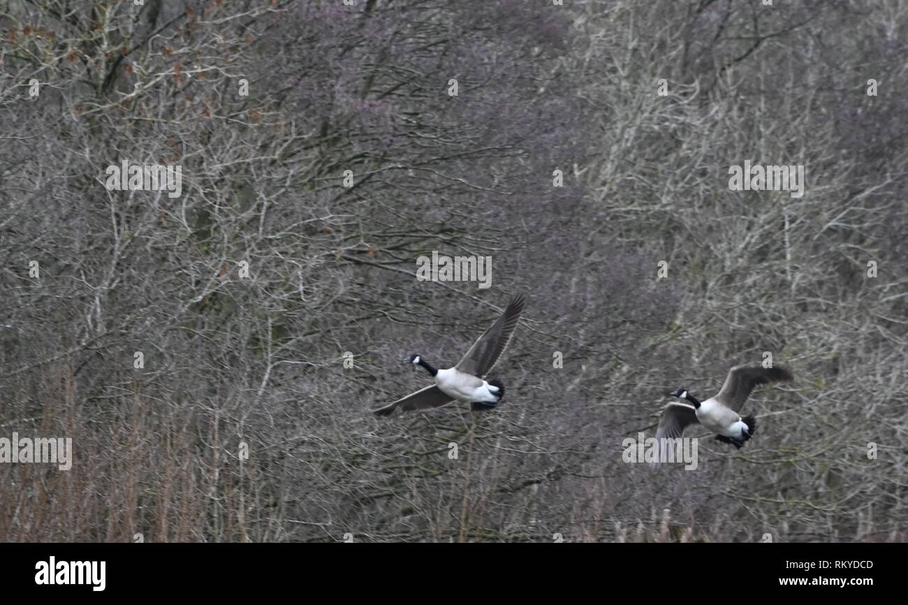 Canada geese fly over Birch Vale Reservoir, near Hayfield, Derbyshire ...