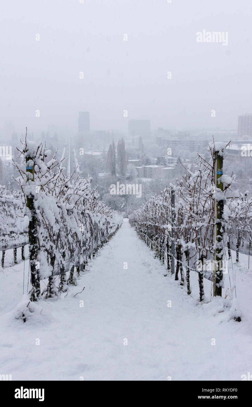 Frosty vineyard hi-res stock photography and images - Alamy