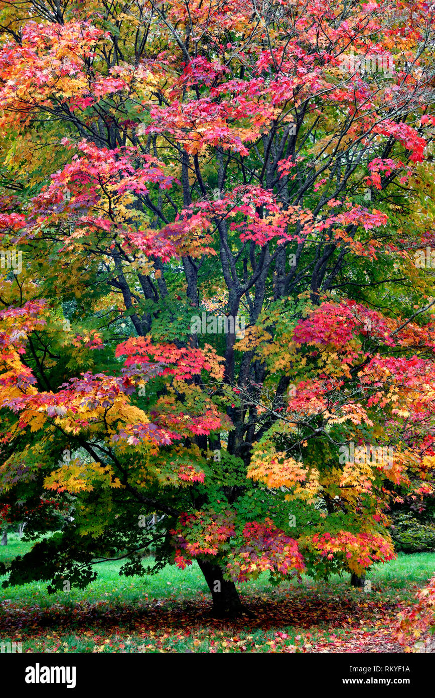 Arboretum flora hi-res stock photography and images - Alamy