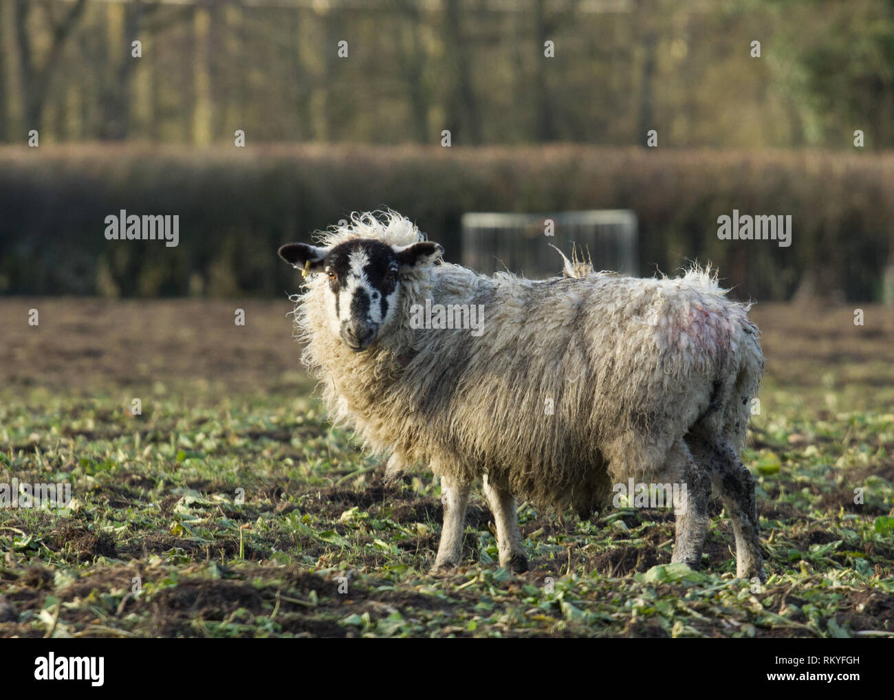 Derbyshire Gritstone sheep, Rowsley Derbyshire Stock Photo - Alamy