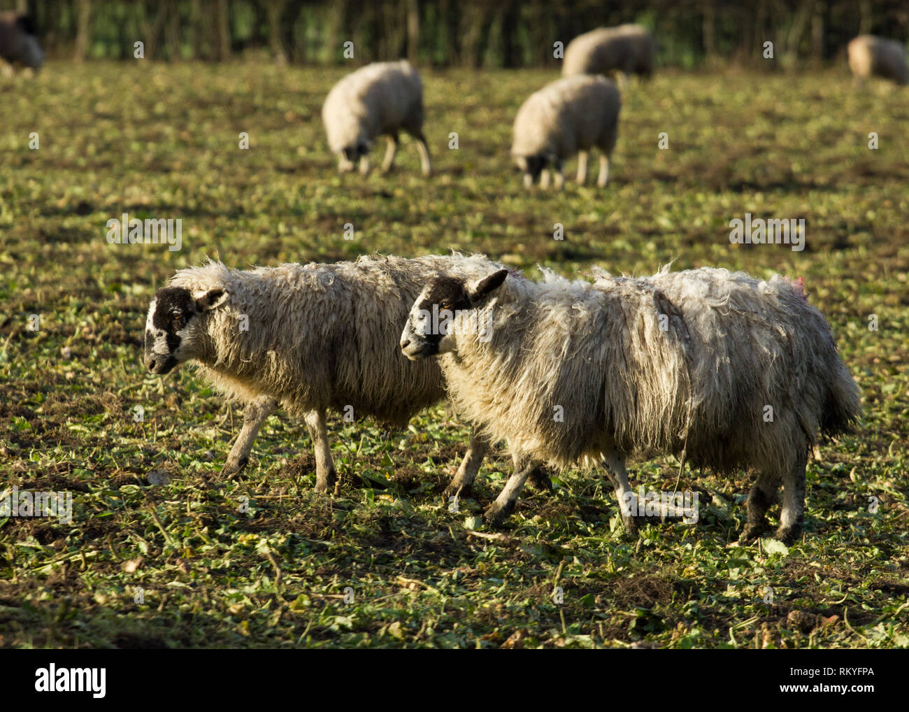 Derbyshire Gritstone sheep, Rowsley Derbyshire Stock Photo - Alamy