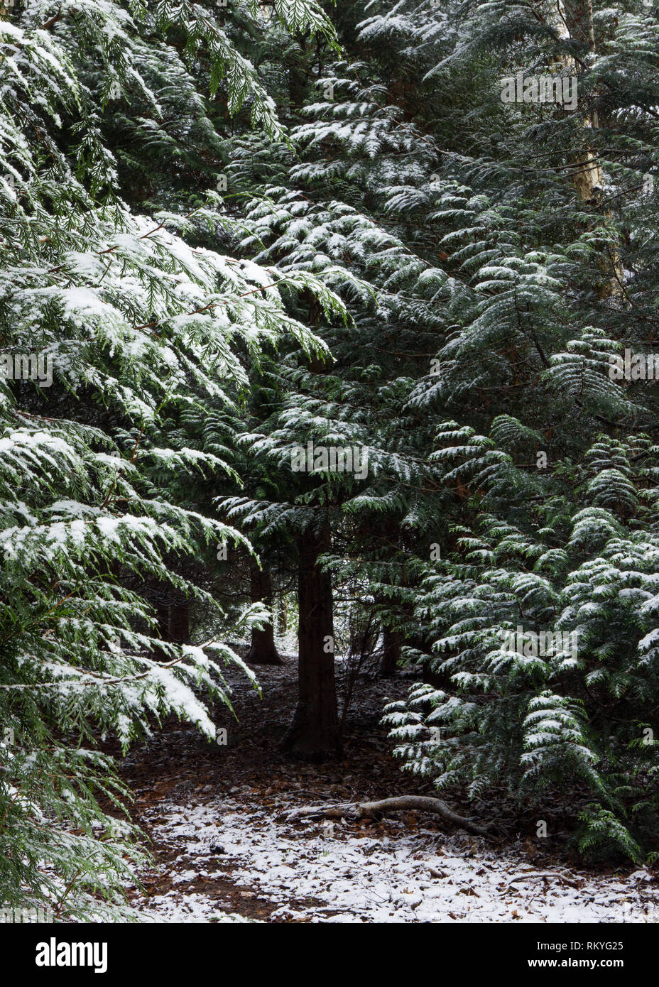 Conifers with snow hi-res stock photography and images - Alamy
