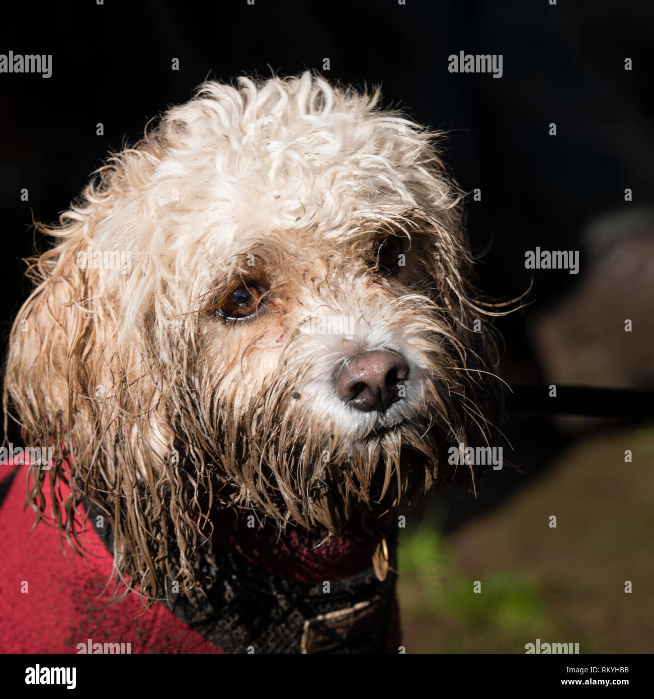 A very muddy terrier dog after a long walk Stock Photo - Alamy
