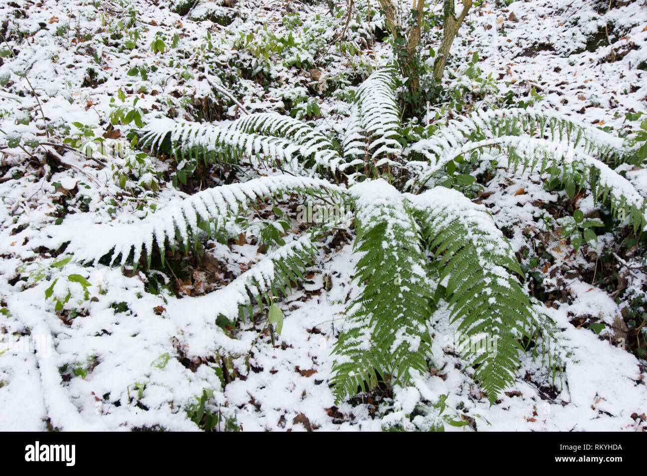 Scott fern hi-res stock photography and images - Alamy