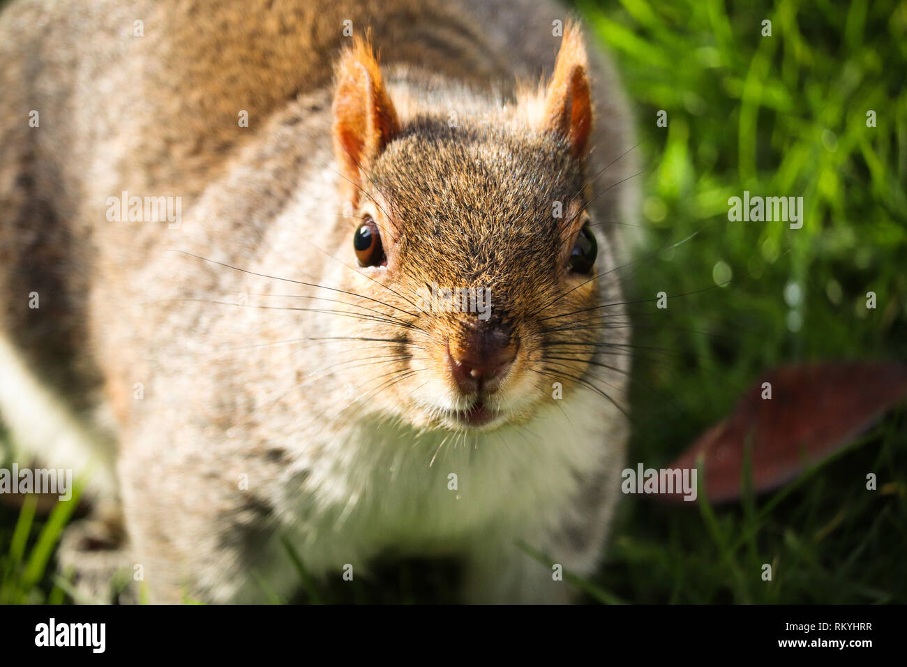 Red squirrels isolated uk hi-res stock photography and images - Alamy