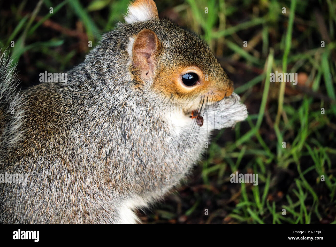 Red squirrels isolated uk hi-res stock photography and images - Alamy