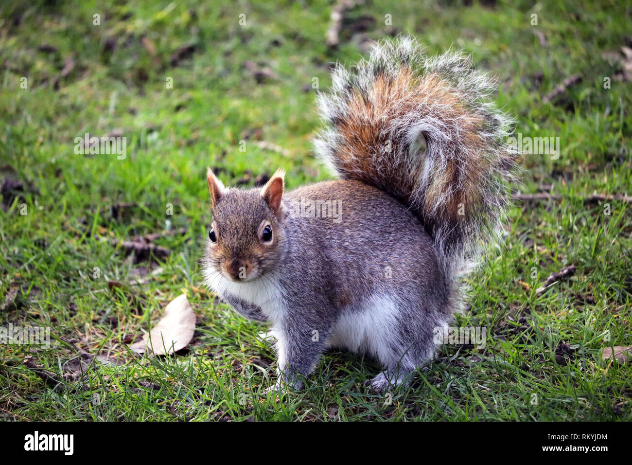 Red squirrels isolated uk hi-res stock photography and images - Alamy