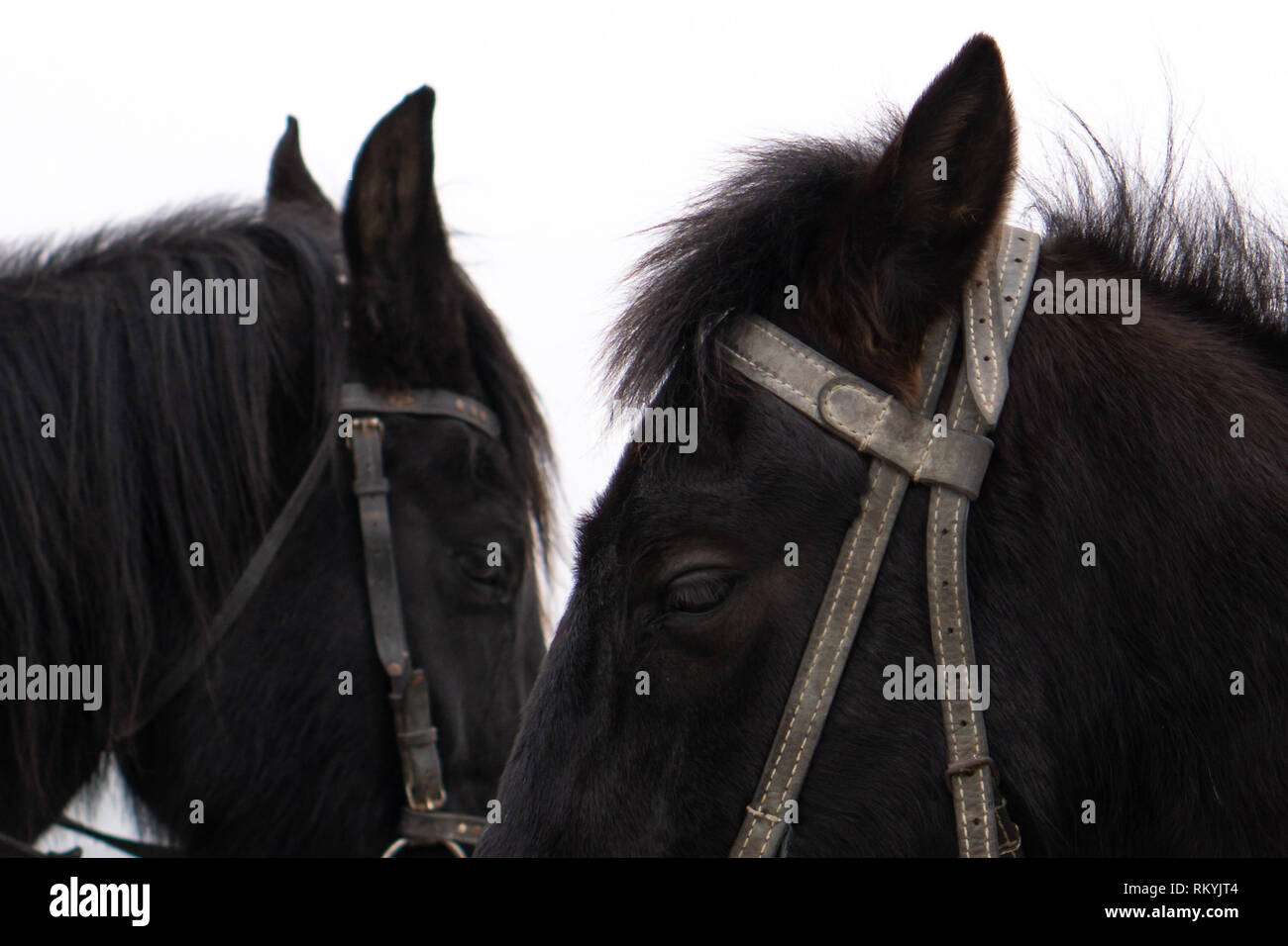 Black pony hi-res stock photography and images - Alamy