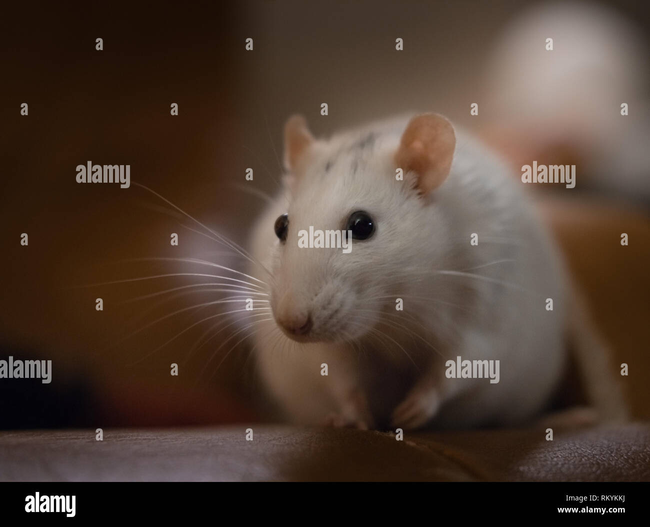 Closeup of a pet rat of a husky type sitting on a chair Stock Photo - Alamy