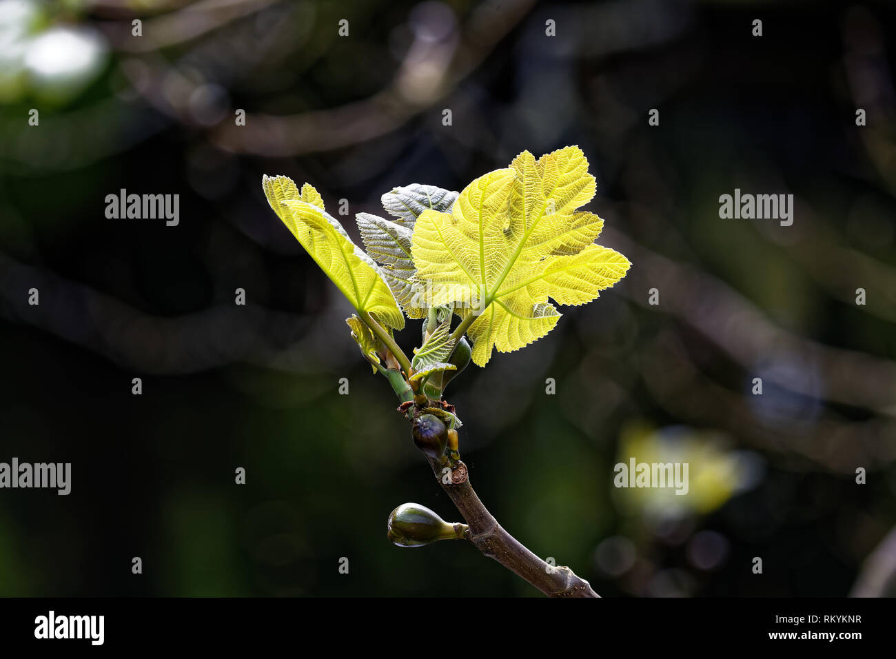 Sycamore tree buds hi-res stock photography and images - Alamy