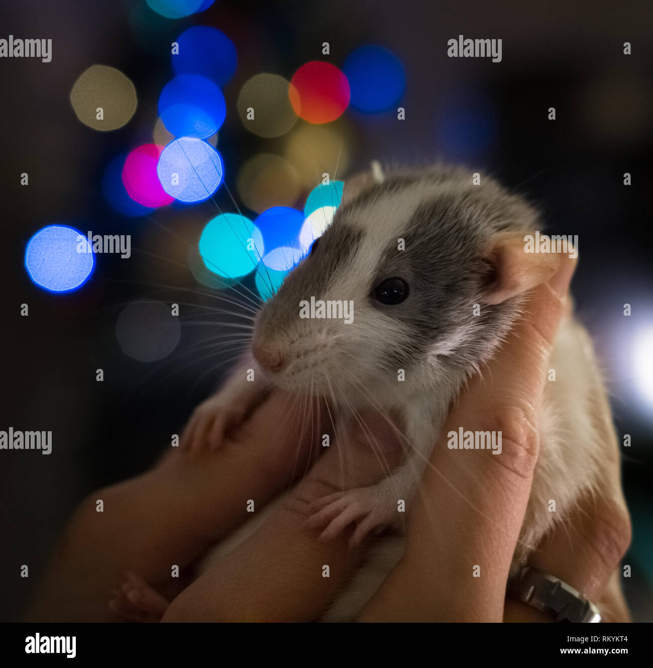 Dumbo rat hi-res stock photography and images - Alamy