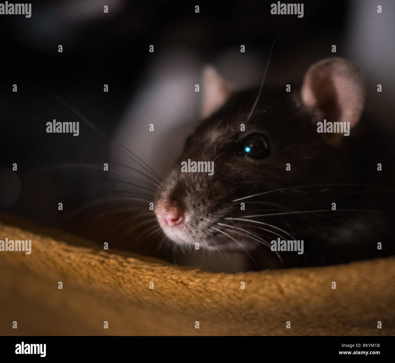 Side portrait of a domestic pet rat resting Stock Photo - Alamy