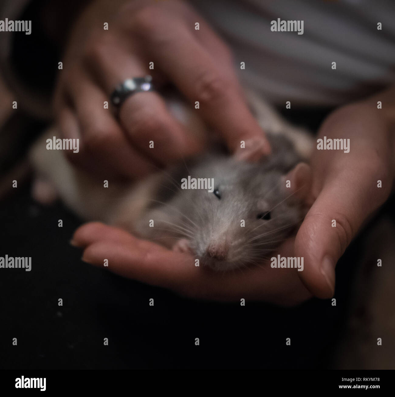 Per rat relaxing in owner's hands and being petted Stock Photo - Alamy