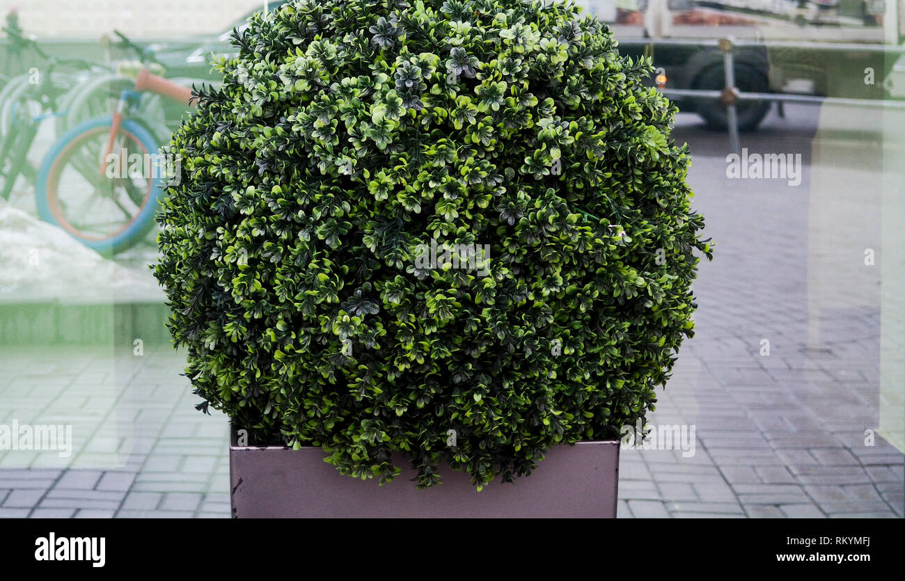 Big evergreen tree Buxus sempervirens common box, European box, or ...