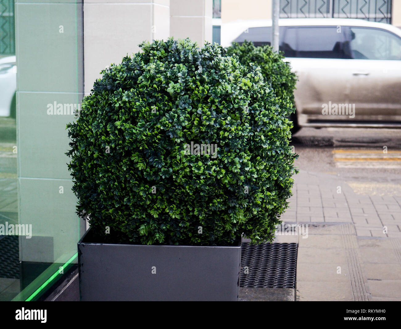 Buxus ball pot hi-res stock photography and images - Alamy