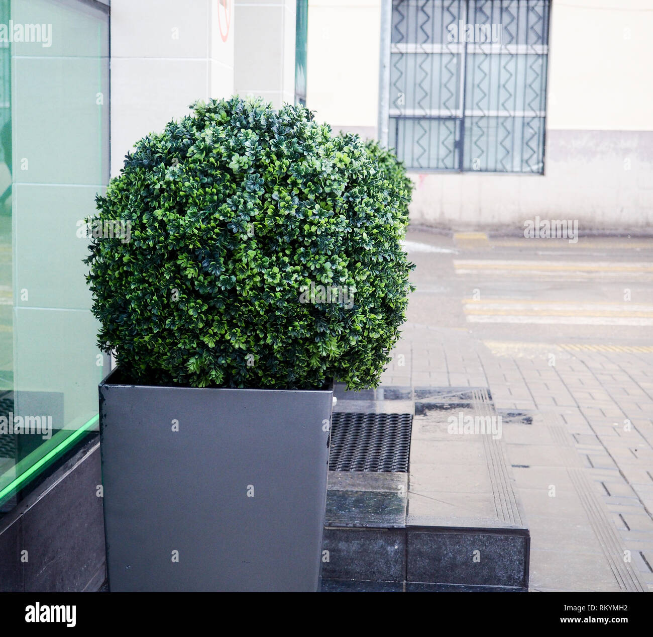 Big evergreen tree Buxus sempervirens common box, European box, or ...