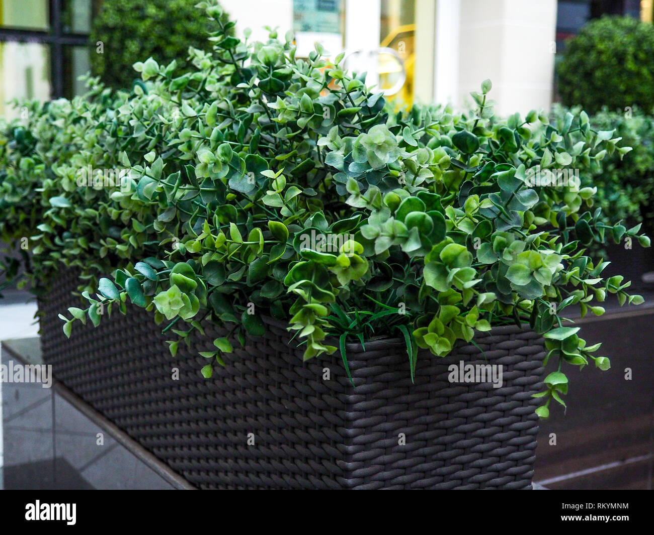 Big evergreen tree Buxus sempervirens common box, European box, or ...