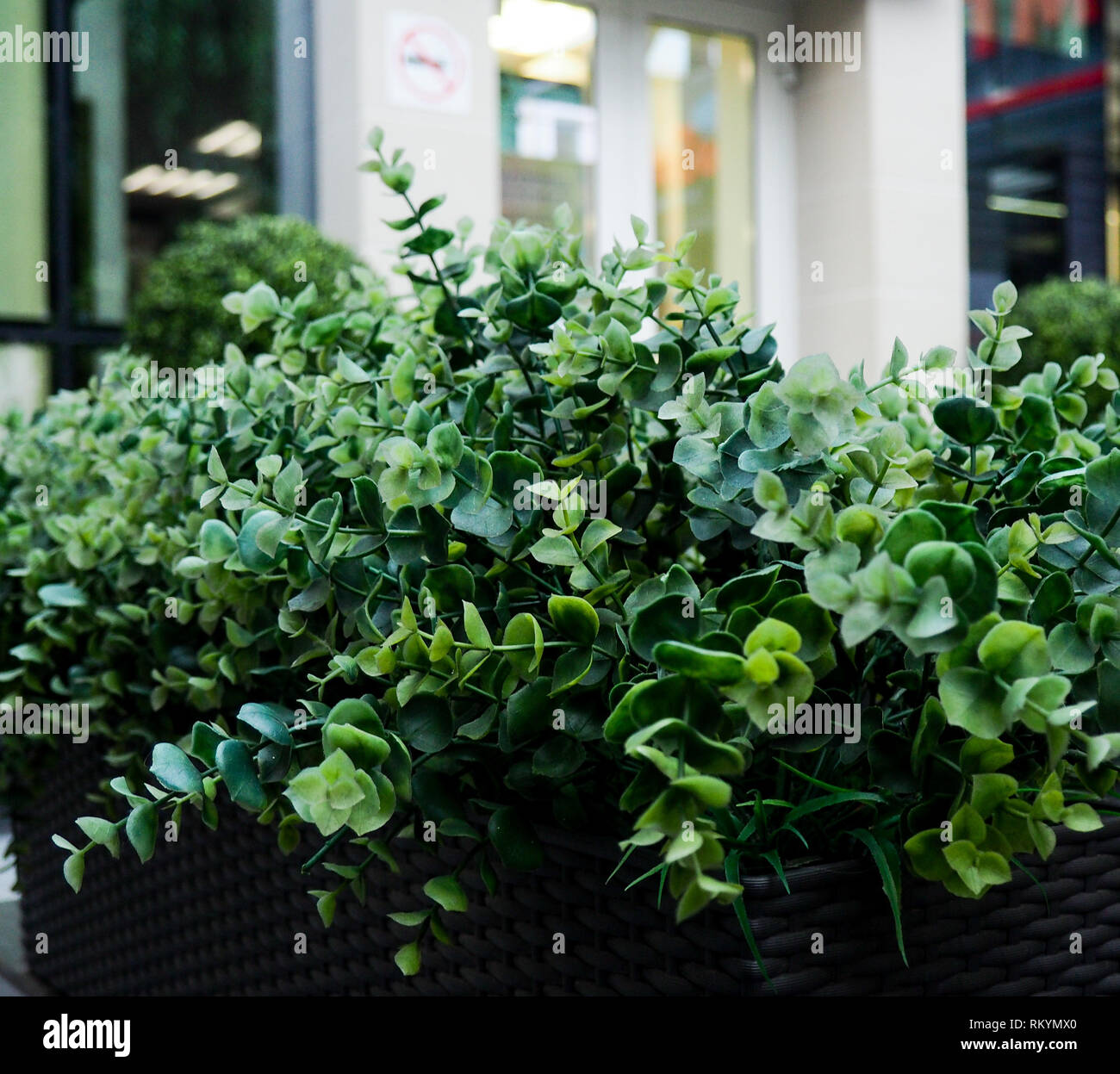 Common box buxus sempervirens garden hi-res stock photography and ...